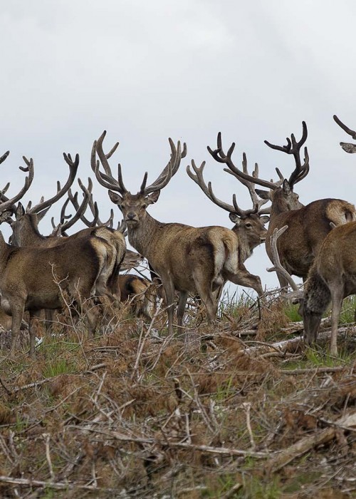 Scottish wild Animals and Birds living around Loch Rannoch and Loch ...